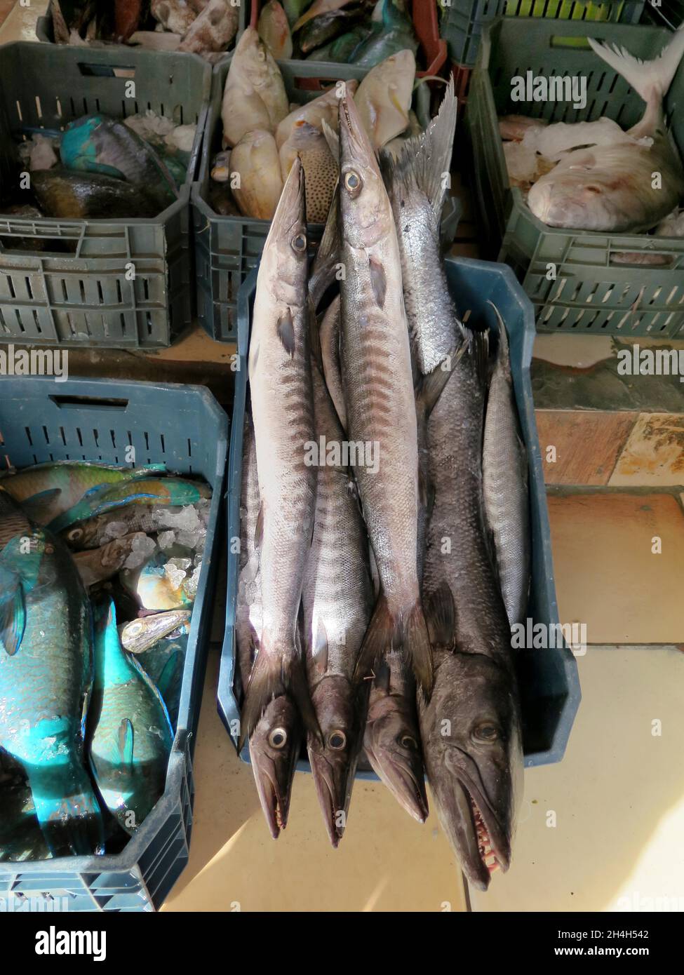 Barracudas, fish market, Hurghada, Egypt Stock Photo - Alamy