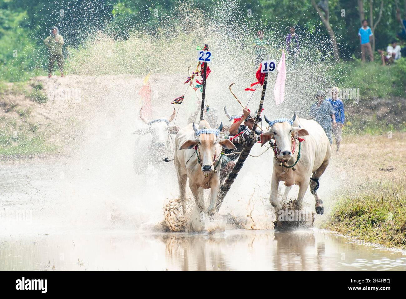 An Giang Sep 21, 2019. Traditional bull racing festival of cambodian ...