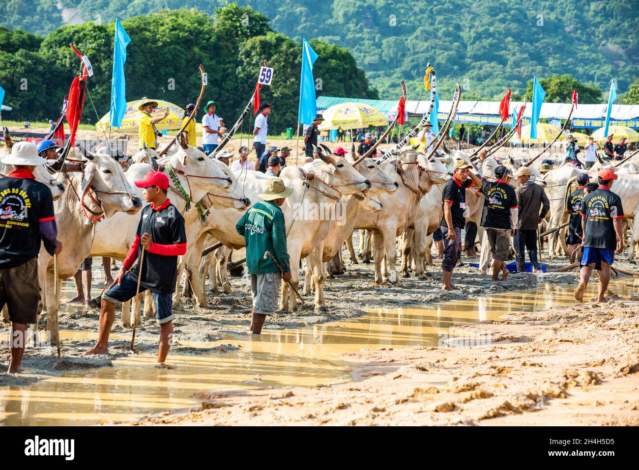 An Giang Sep 21, 2019. Traditional bull racing festival of cambodian ...