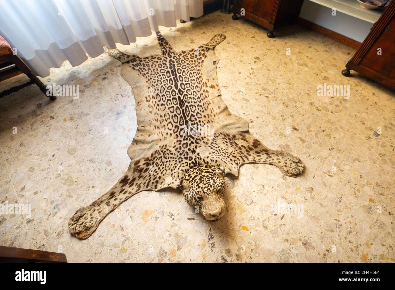 The skin of a dead leopard lay on the floor Stock Photo - Alamy