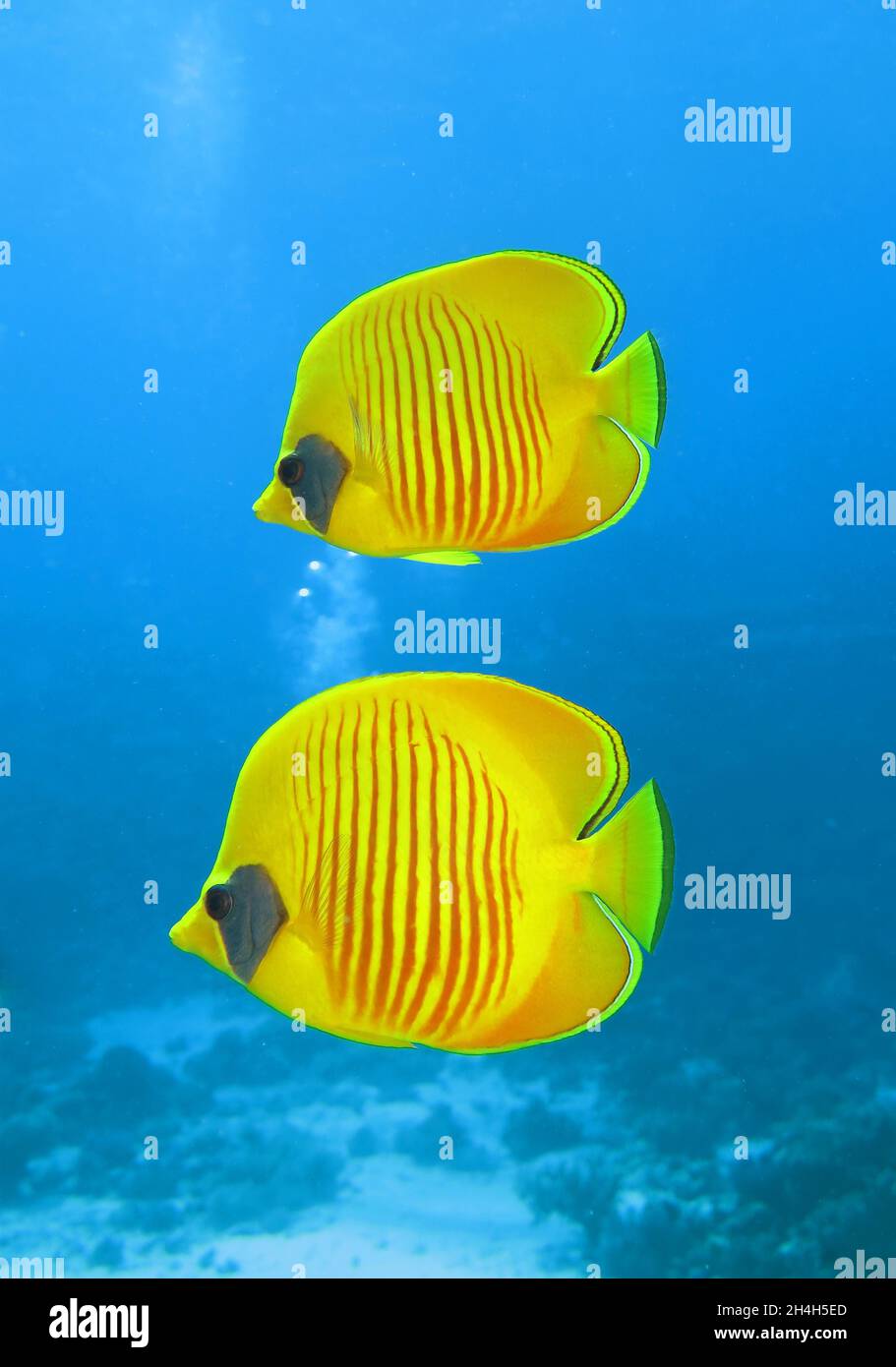 Bluecheek butterflyfish (Chaetodon semilarvatus), Red Sea, Egypt Stock ...