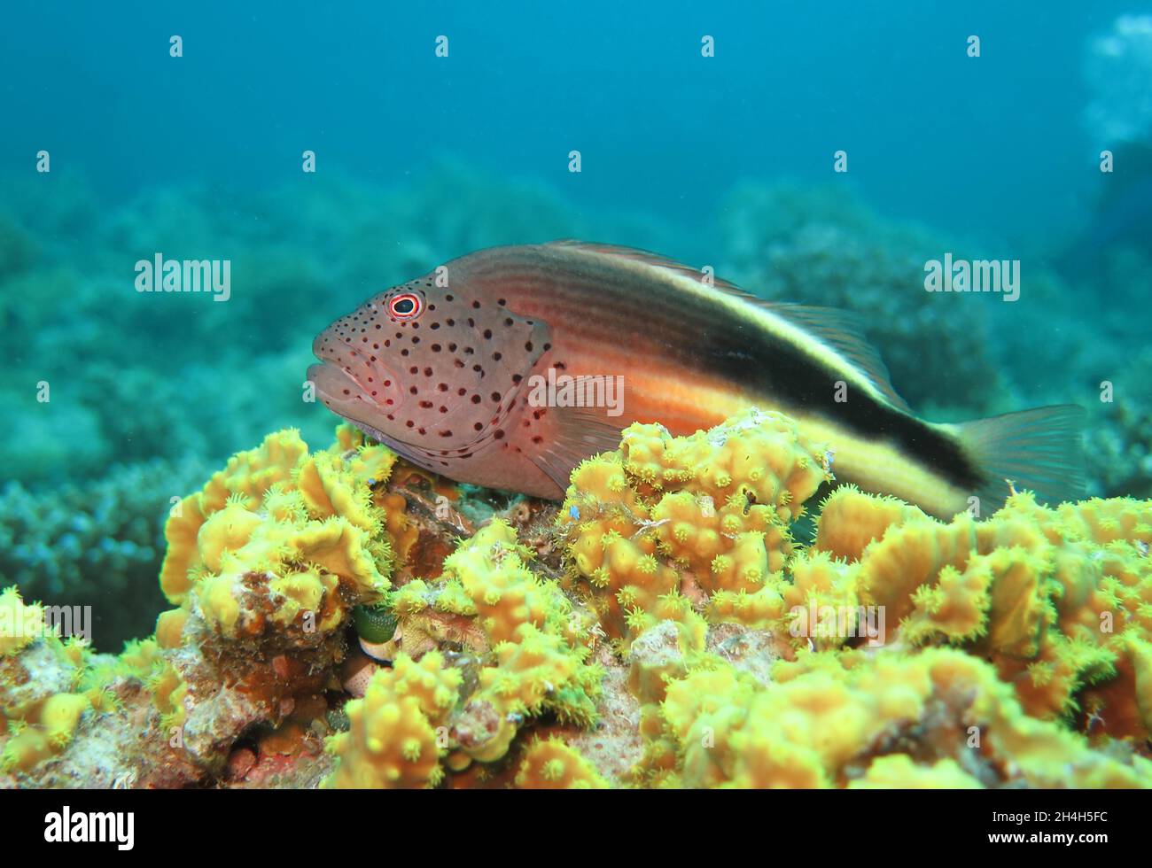 Black side hawkfish hi-res stock photography and images - Alamy