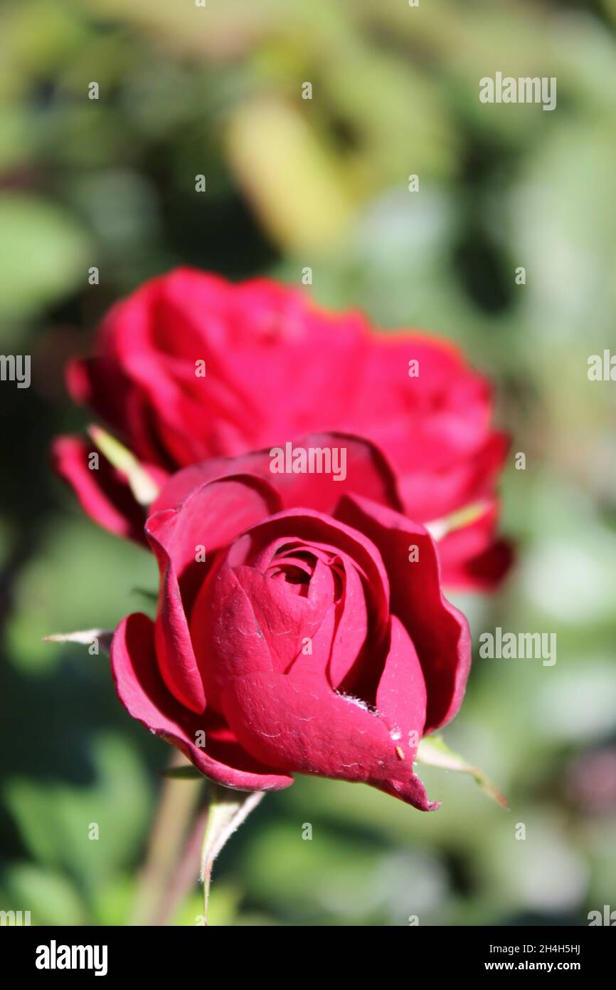 Beautiful red roses growing in the summer flower garden Stock Photo - Alamy