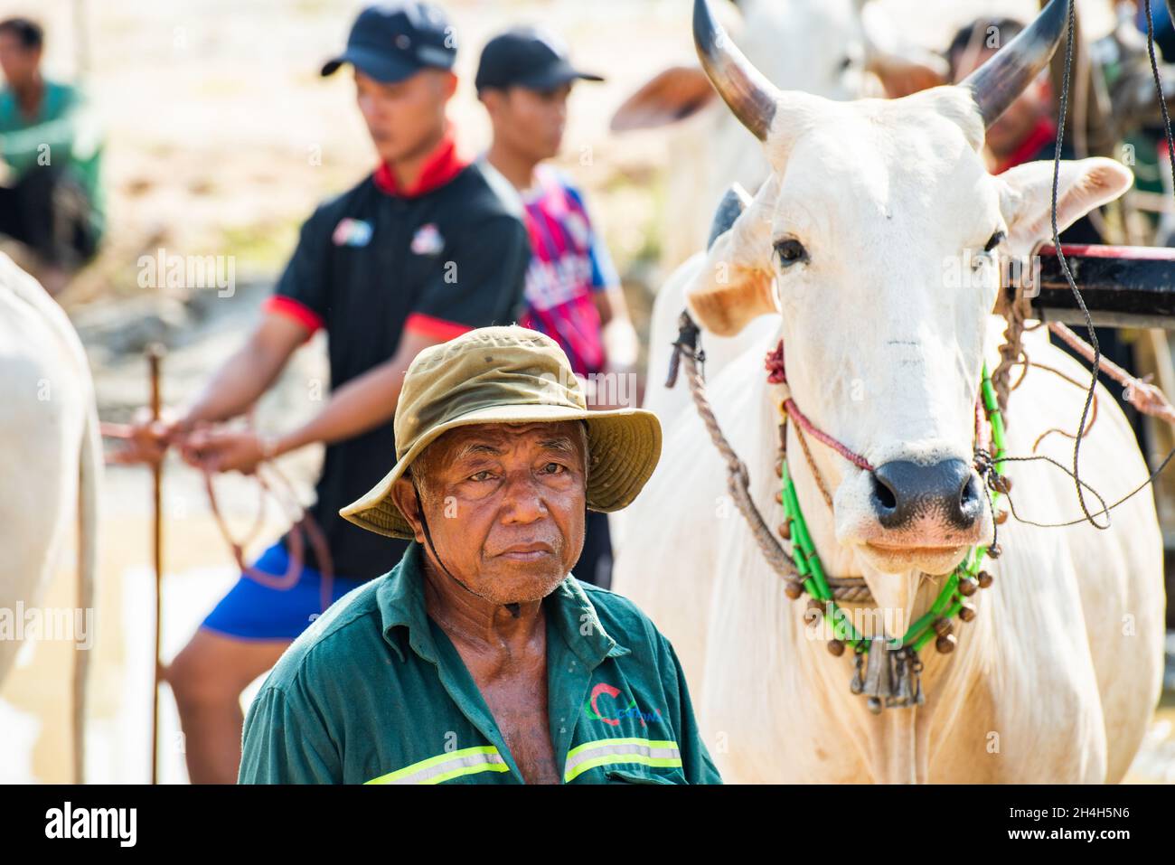 An Giang Sep 21, 2019. Traditional bull racing festival of cambodian ...