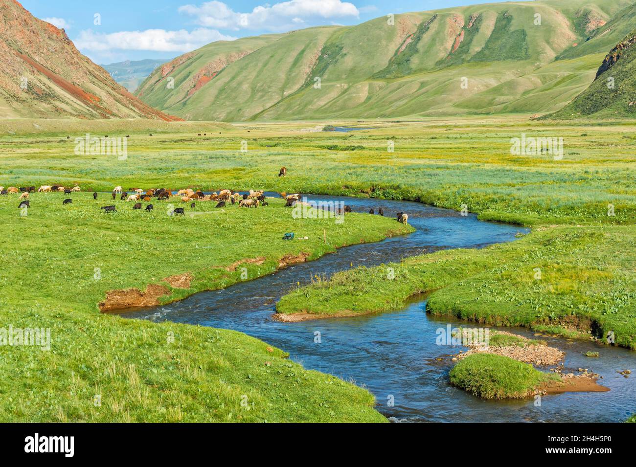 Flock of sheep grazing by the mountain river, Naryn Gorge, Naryn Region ...