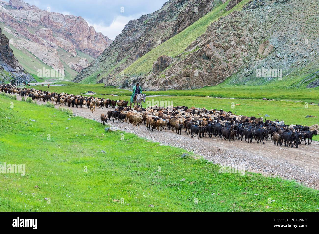 Shepherd leading a flock of sheep in a valley, Naryn Province ...