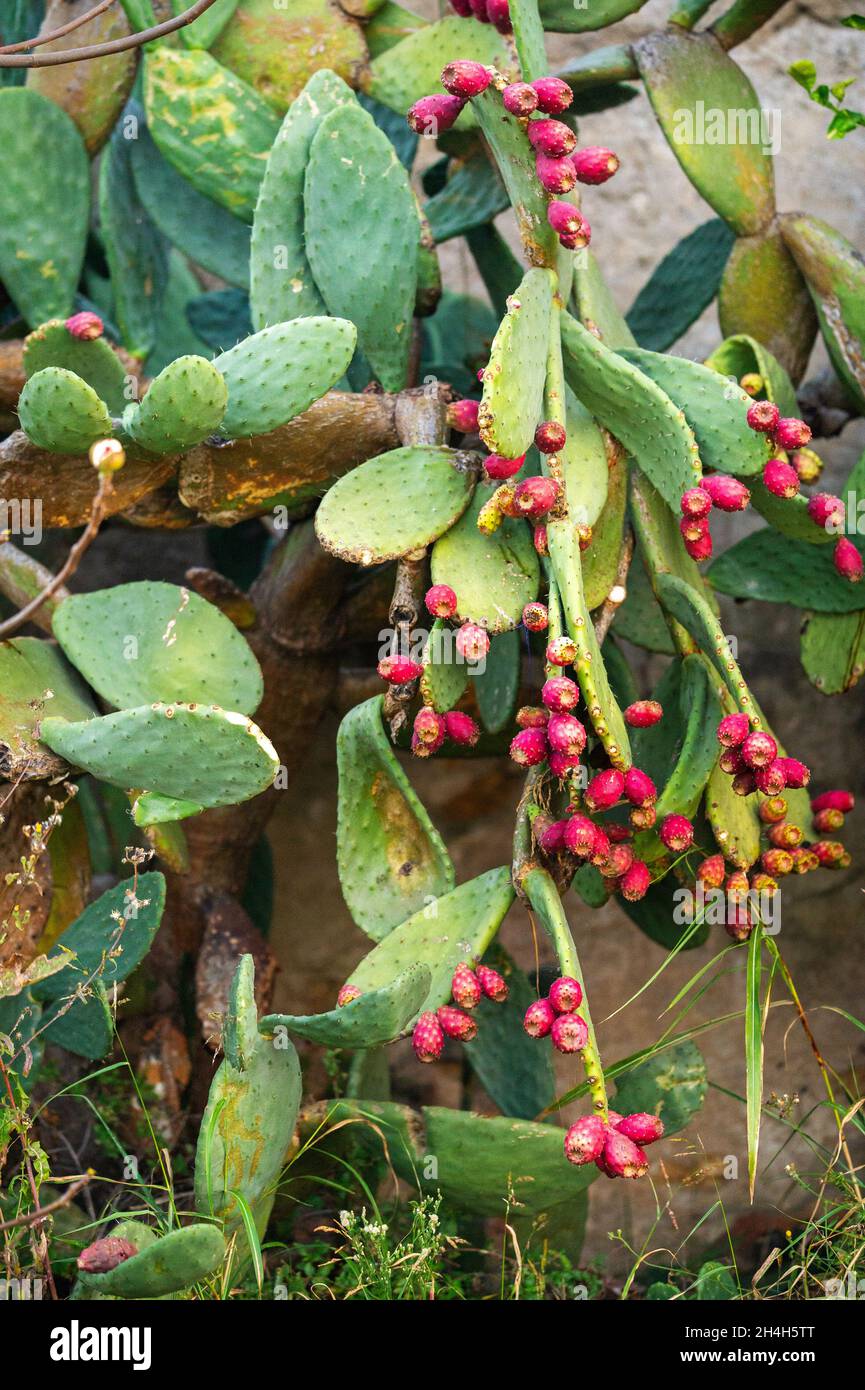 Red prickly pear cactus hi-res stock photography and images - Alamy