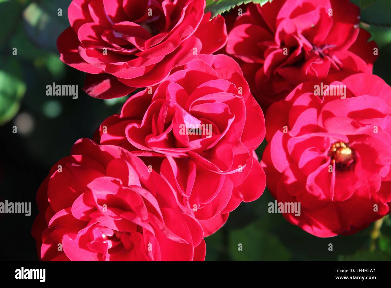Beautiful red roses growing in the summer flower garden Stock Photo - Alamy