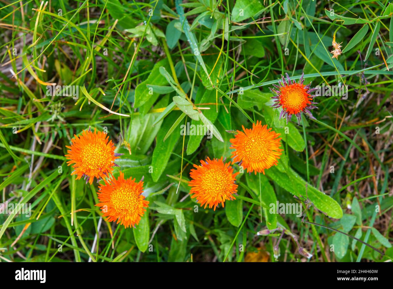 Erigeron aurantiacus, Sary Jaz Valley, Issyk Kul Region, Kyrgyzstan ...