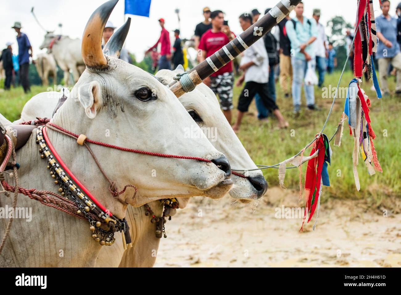 An Giang Sep 21, 2019. Traditional bull racing festival of cambodian ...