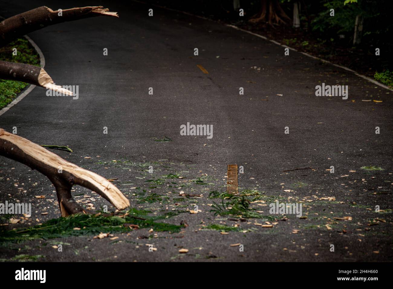 Falling tree debris block road in forest after rain storm. Tree and ...