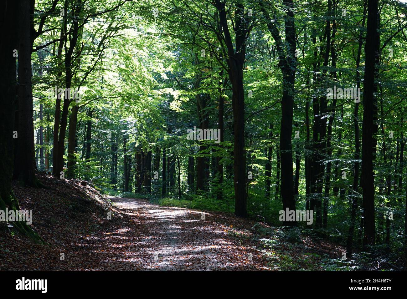 Walking in tree forest mountain hi-res stock photography and images - Alamy