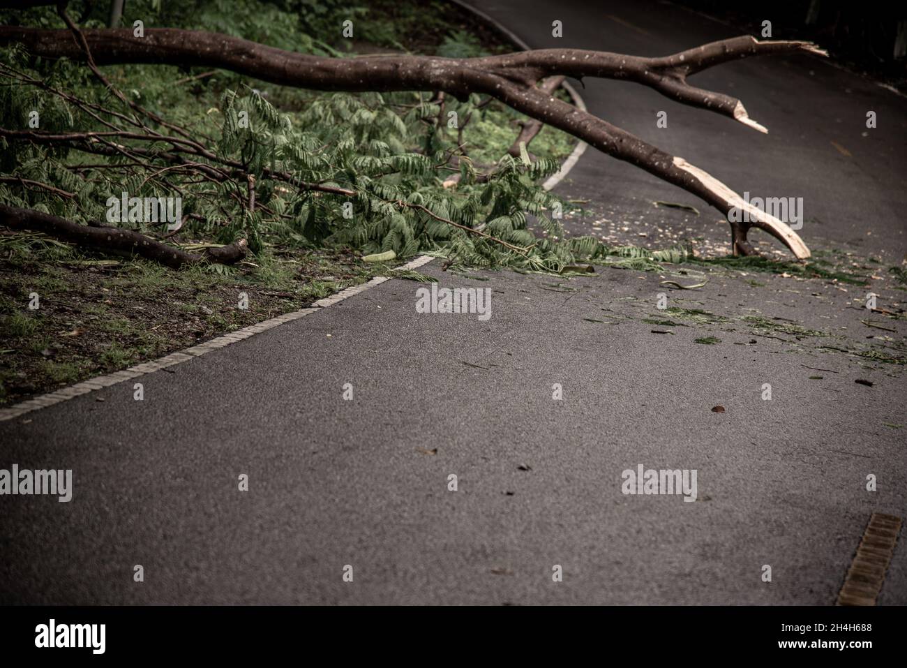 Falling tree debris block road in forest after rain storm. Tree and ...