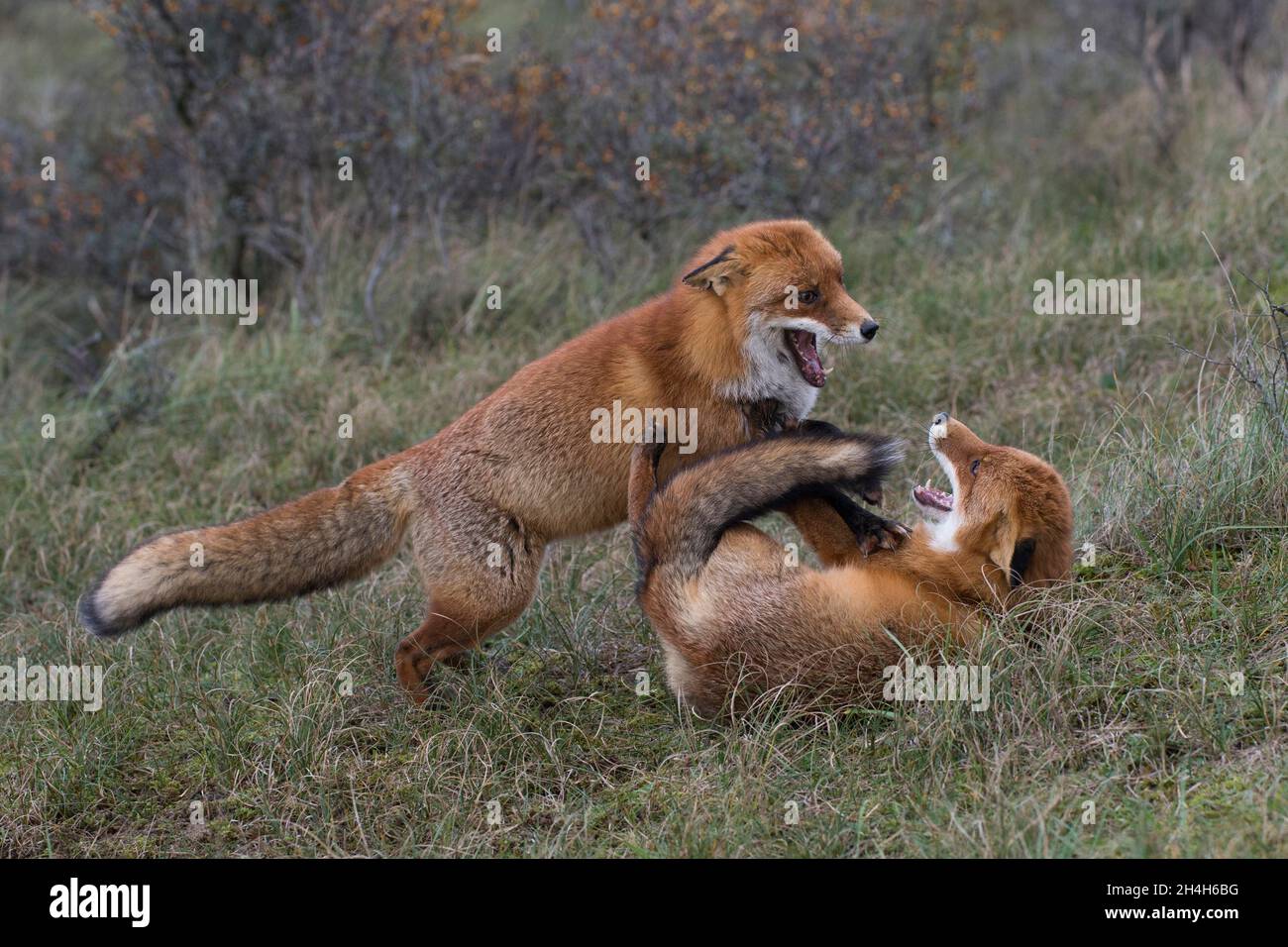 Red foxes (Vulpes vulpes), Netherlands Stock Photo - Alamy