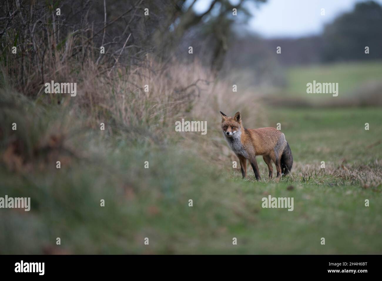 Dutch fox hi-res stock photography and images - Alamy