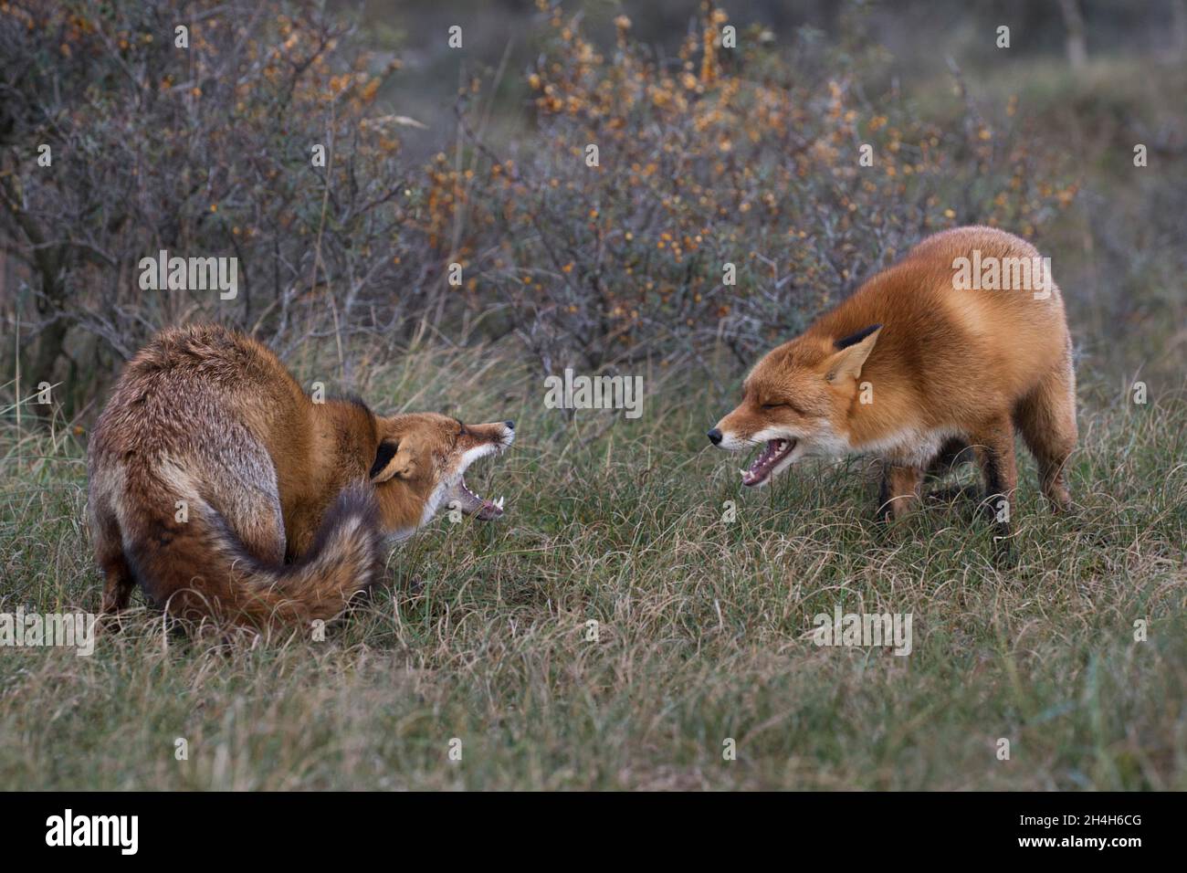 Red fox communication hi-res stock photography and images - Alamy