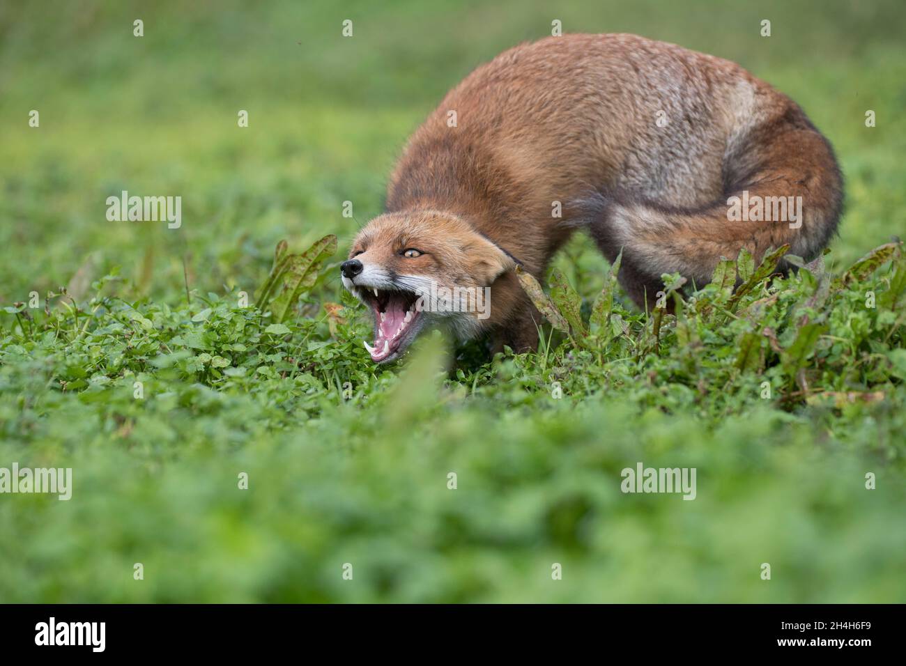 Dutch fox hi-res stock photography and images - Alamy
