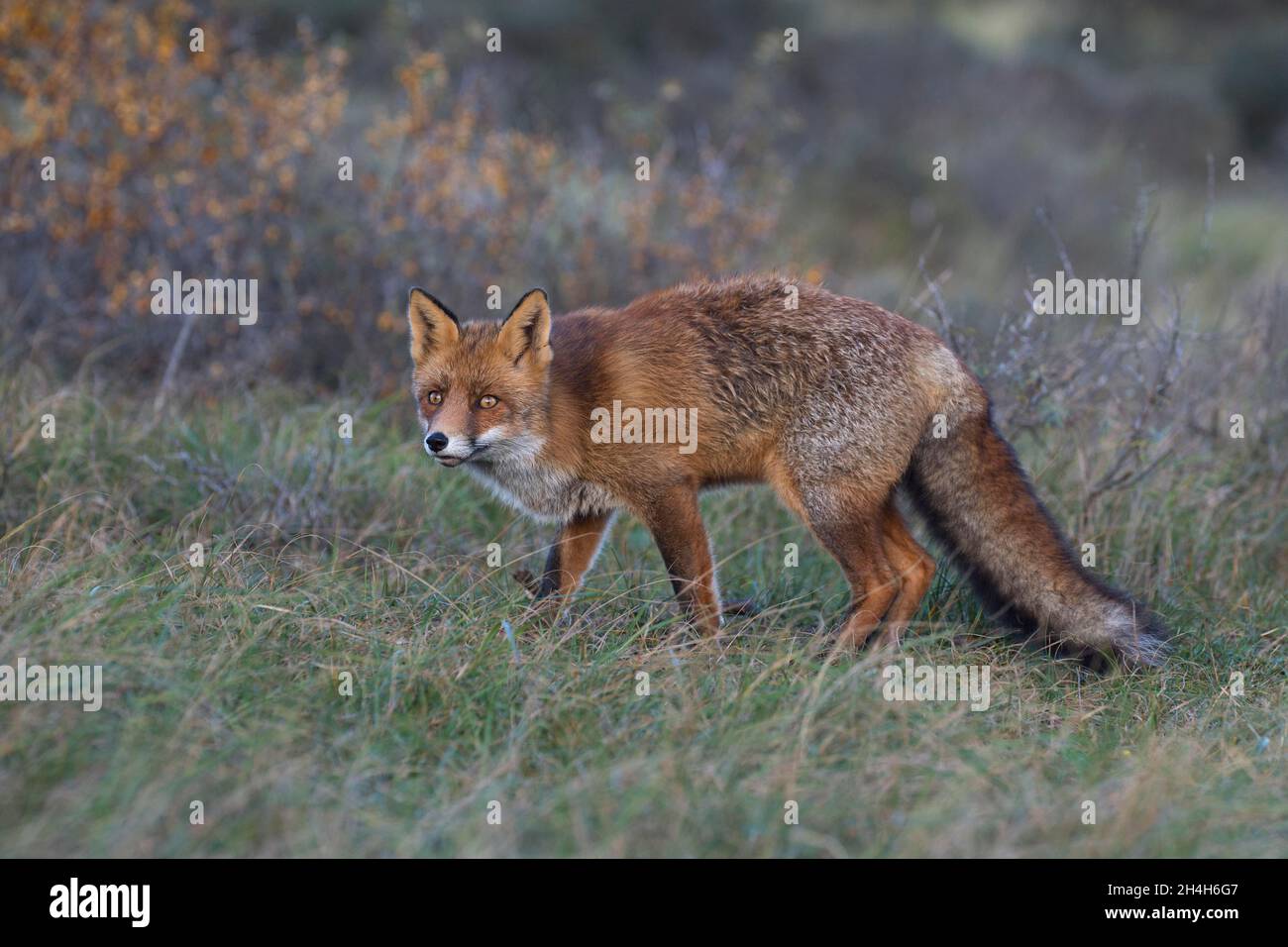 Dutch fox hi-res stock photography and images - Alamy