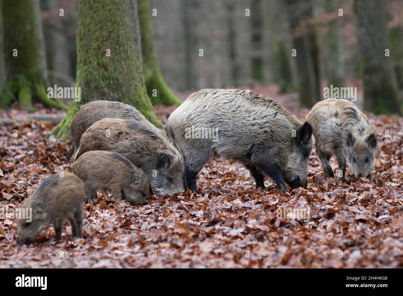 Wild Boar (Sus scrofa), Daun, Rhineland-Palatinate, Germany Stock Photo ...