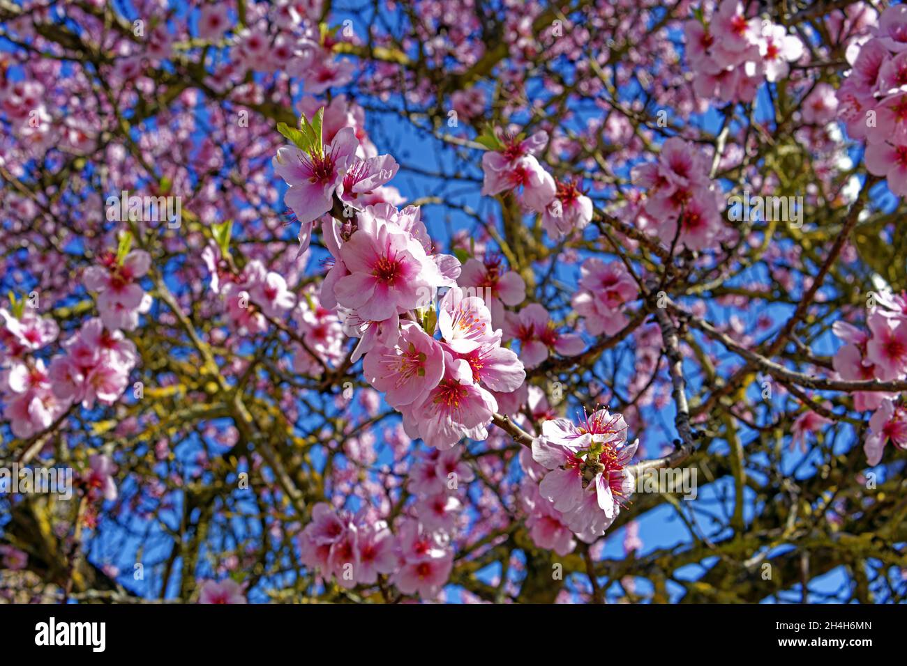 Mandelbaum hi-res stock photography and images - Alamy