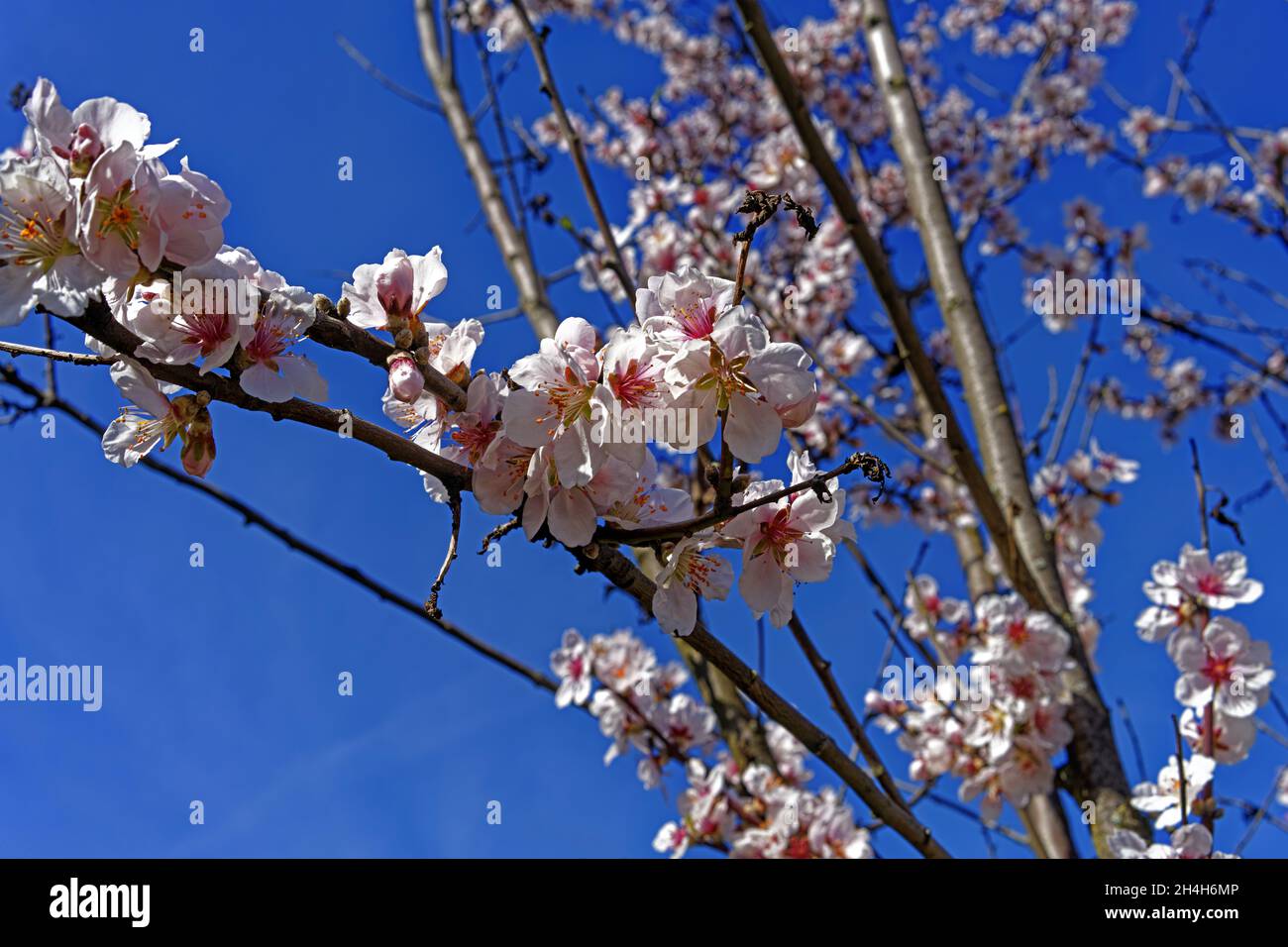 Mandelbaum hi-res stock photography and images - Alamy