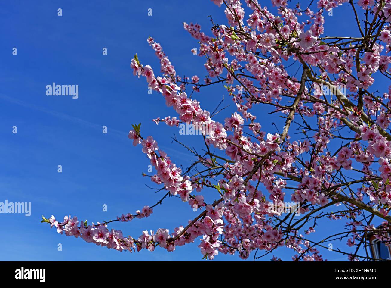 Mandelbaum hi-res stock photography and images - Alamy