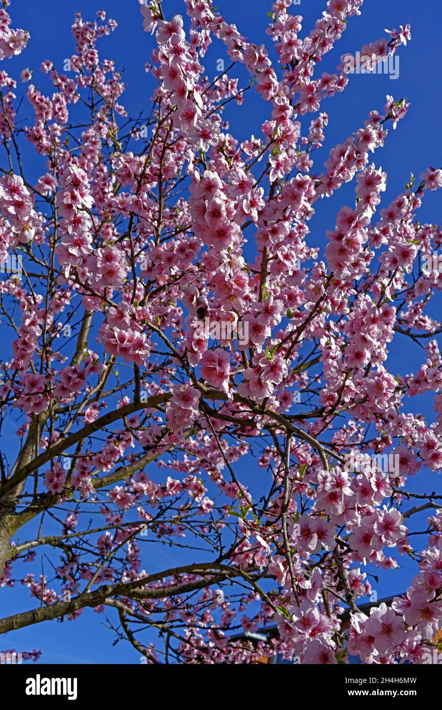 Mandelbaumblute hi-res stock photography and images - Alamy