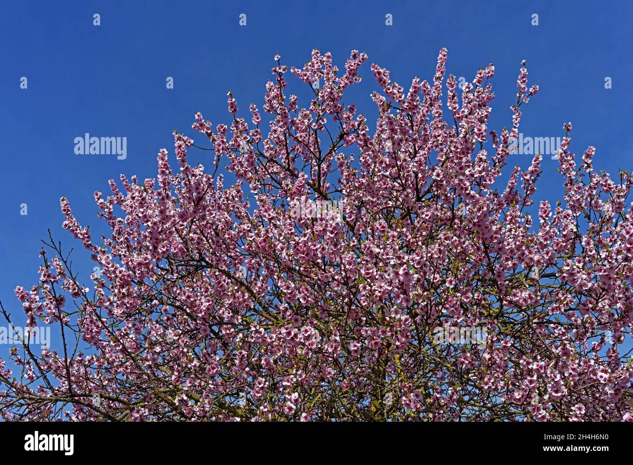Mandelbaum hi-res stock photography and images - Alamy