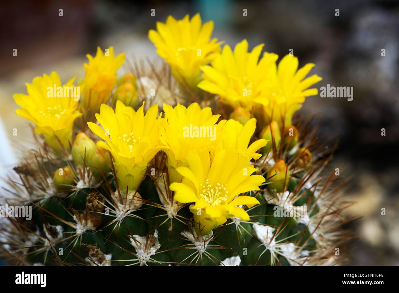 American cactus hi-res stock photography and images - Alamy