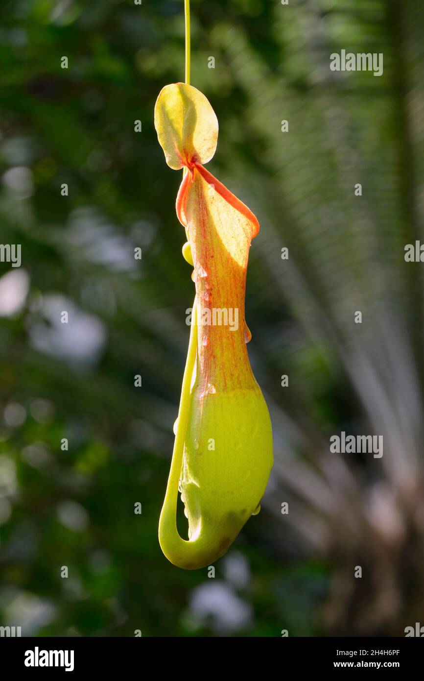 Winged (Nepenthes alata) pitcher plant Occurrence Philippines Stock ...