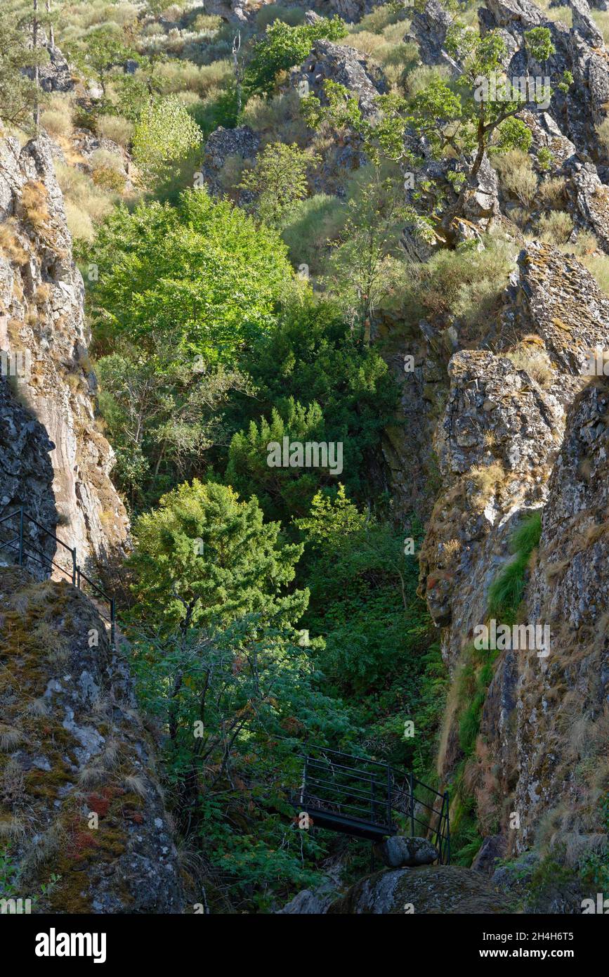Pine (Pinus), Poco do Inferno, Serra da Estrela, region Centro ...