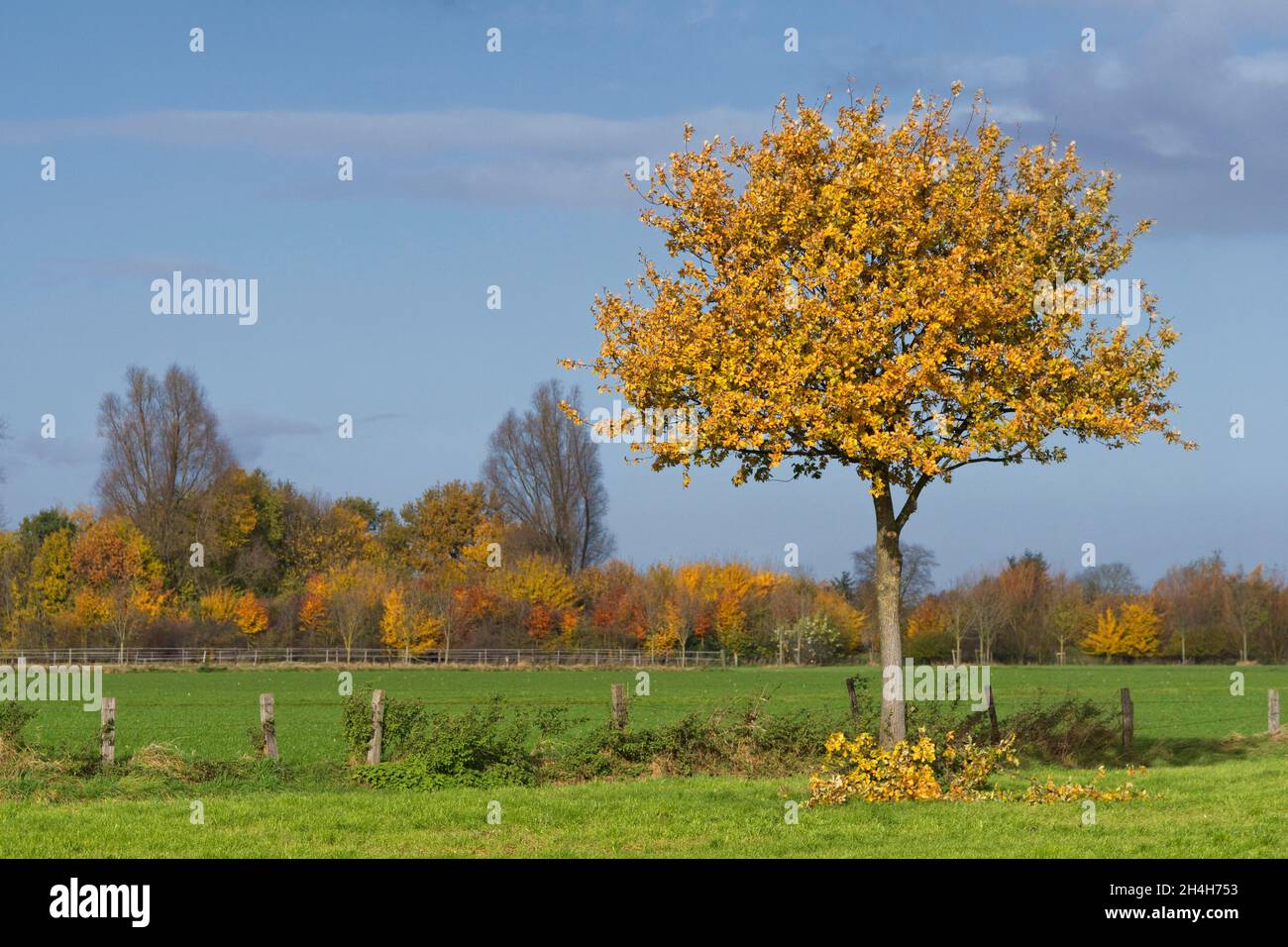 English cultural tree hi-res stock photography and images - Alamy
