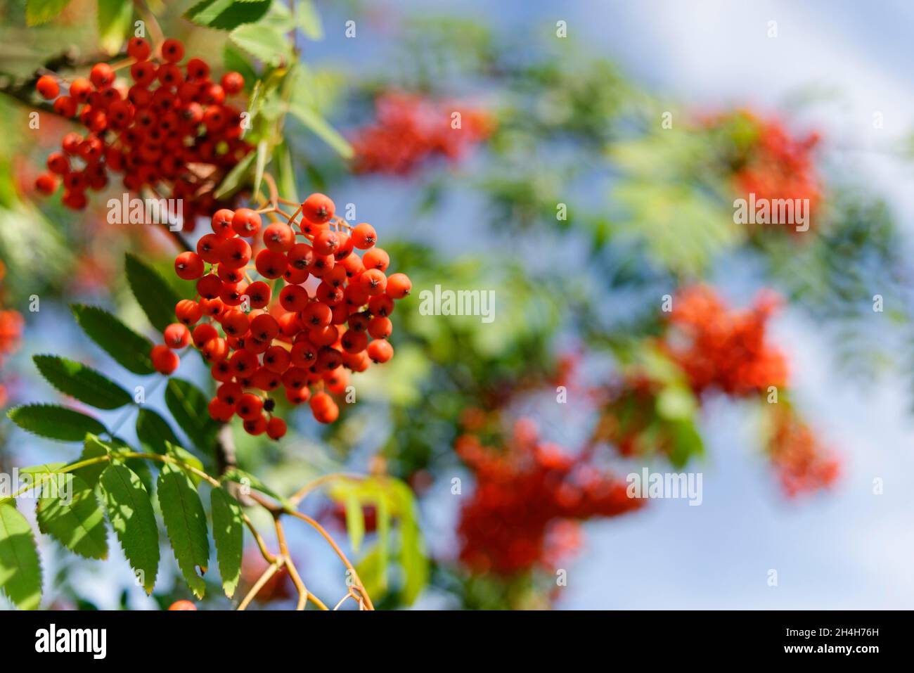 Berries of European rowan (Sorbus aucuparia), St. Hubert, Kempen, North ...