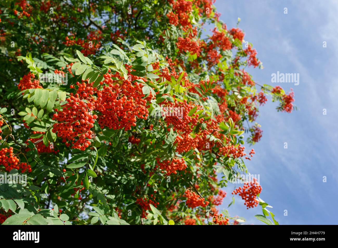 Berries of European rowan (Sorbus aucuparia), St. Hubert, Kempen, North ...