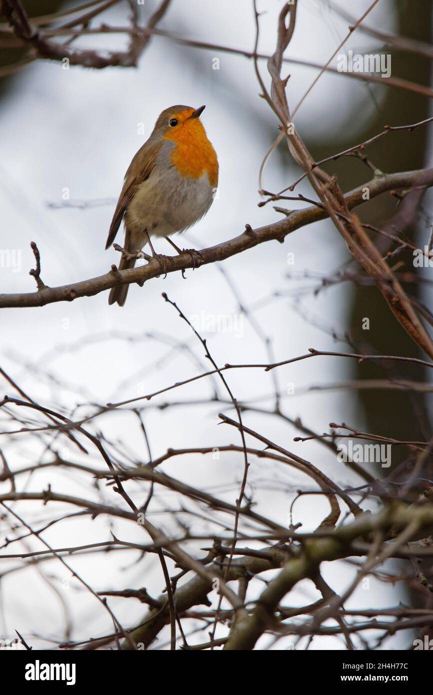Robin call hi-res stock photography and images - Alamy