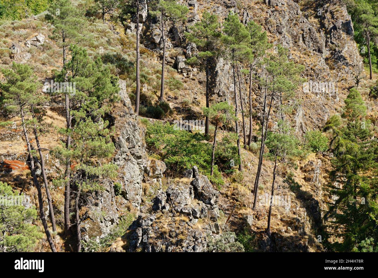 Stone Pine (Pinus pinea) on the mountainside, Poco do Inferno, Serra da ...