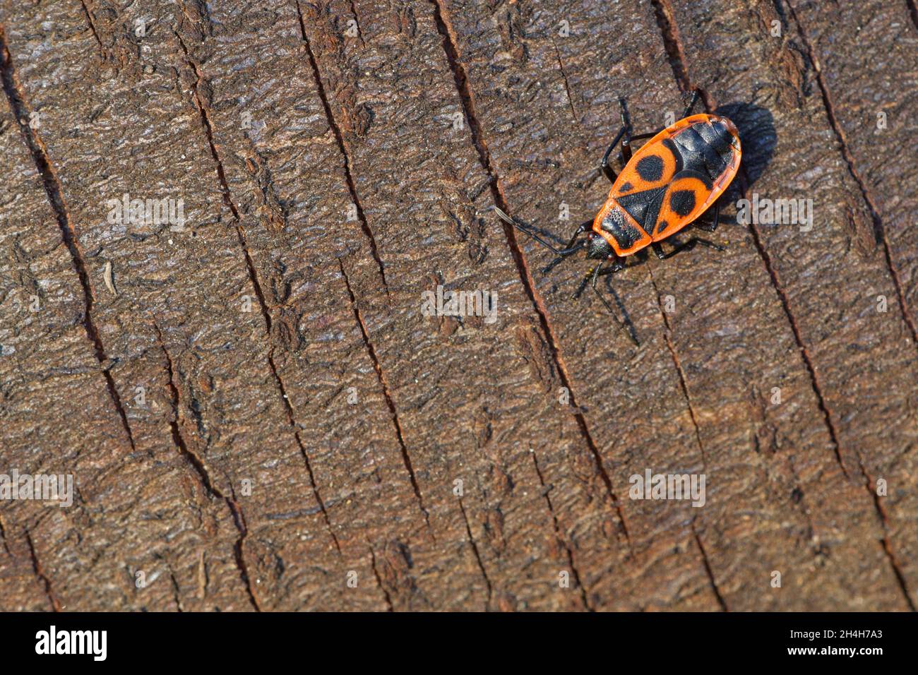 Fire bug (Pyrrhocoris apterus Stock Photo - Alamy
