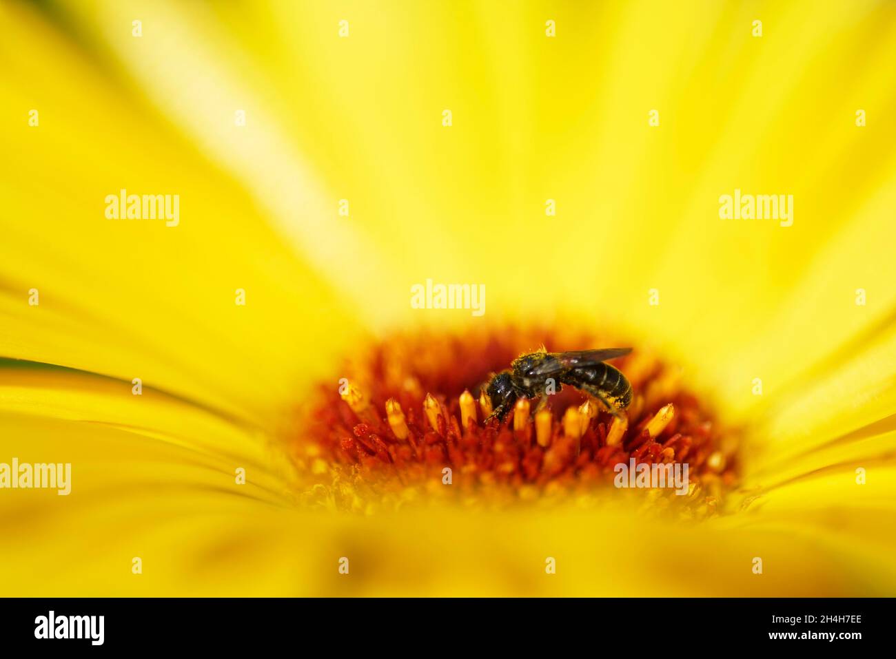 Bee on calendula hi-res stock photography and images - Alamy