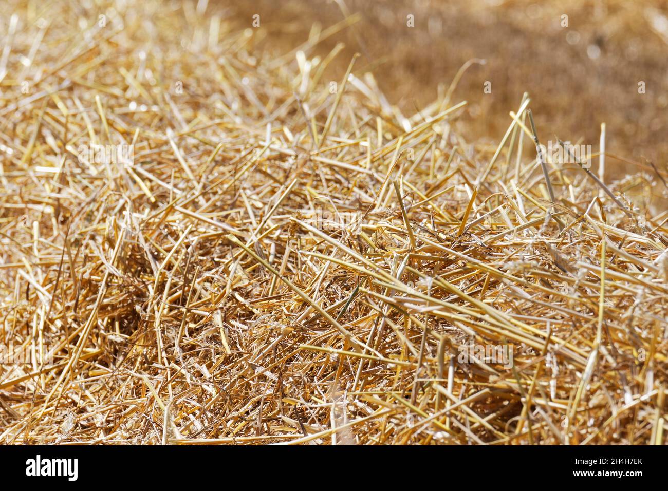 Wheat (Triticum) field, St. Hubert, Kempen, North Rhine-Westphalia ...