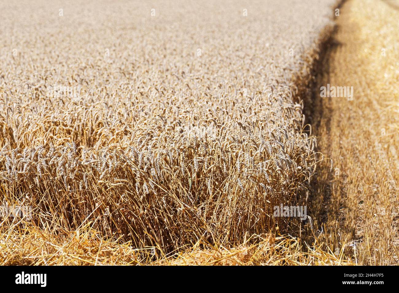 Kempen st hubert hi-res stock photography and images - Alamy