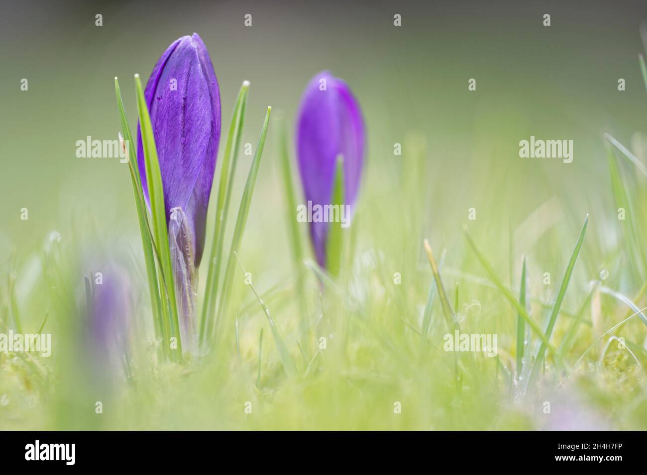 Woodland crocus (Crocus tommasinianus Stock Photo - Alamy