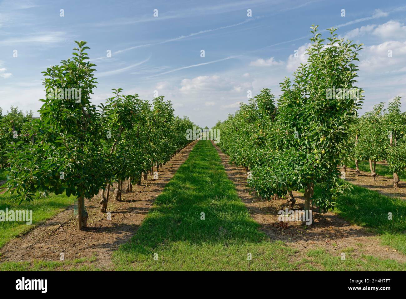 Apple tree plantation, St. Hubert, Kempen, Viersen district, North ...