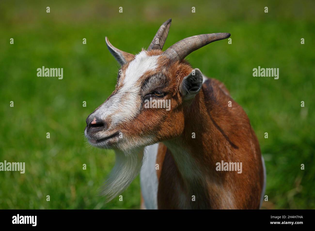 Portrait pygmy goat hi-res stock photography and images - Alamy