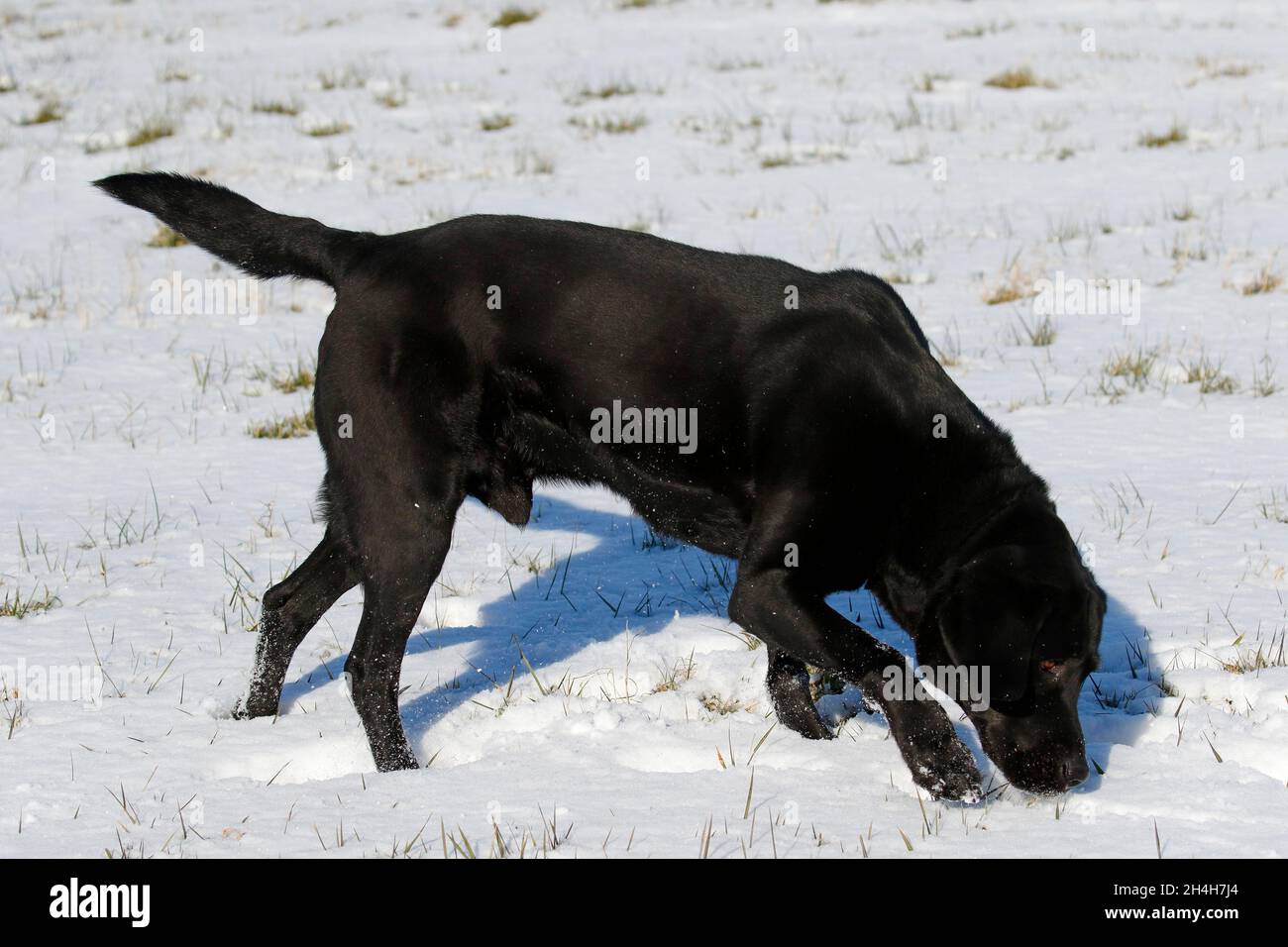 Man with black labrador hi-res stock photography and images - Alamy