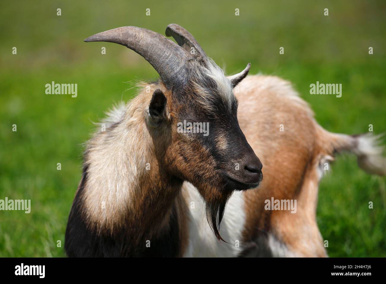 Billy dwarf goat pygmy goat hi-res stock photography and images - Alamy