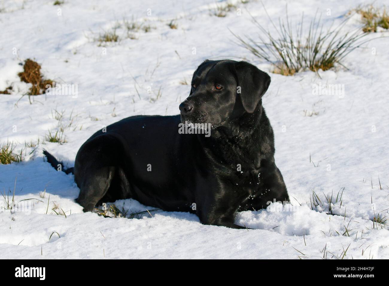 Man with black labrador hi-res stock photography and images - Alamy