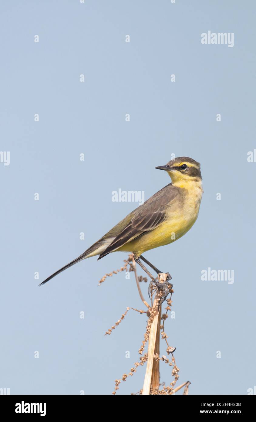 Eastern Yellow Wagtail Motacilla tschutschensis taivana adult non ...