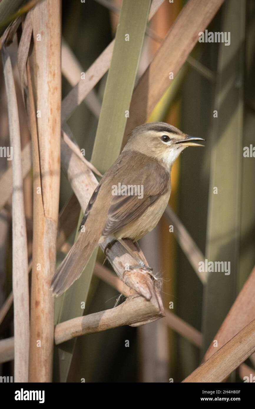 The black-browed reed warbler (Acrocephalus bistrigiceps) is a marsh ...