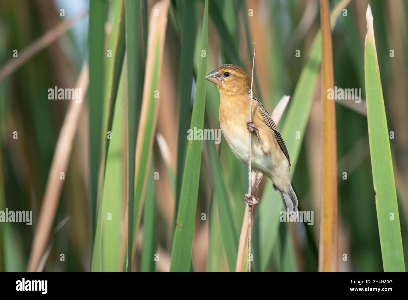 The Asian golden weaver (Ploceus hypoxanthus) is a species of bird in ...