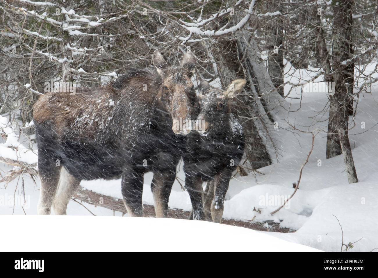 Ten-month-old bull moose and cow moose in a snowstorm, Gaspesie ...